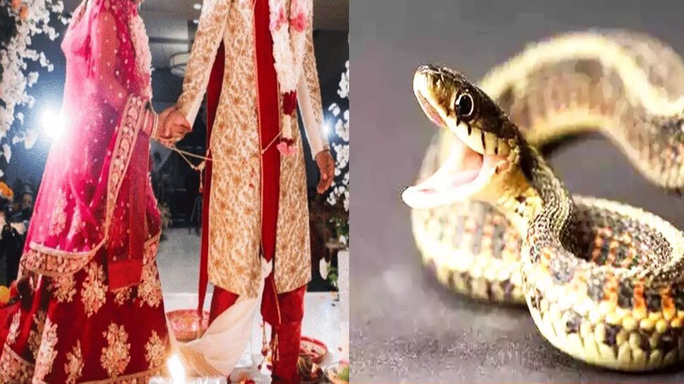 bizzare poisonous snakes give to groom in dowry in Madhya Pradesh india ...