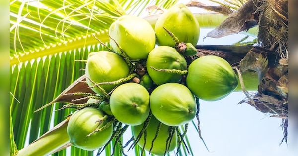 Dream jyotish coconut tree in dream sapne me nariyal dekhne ka matlab ...