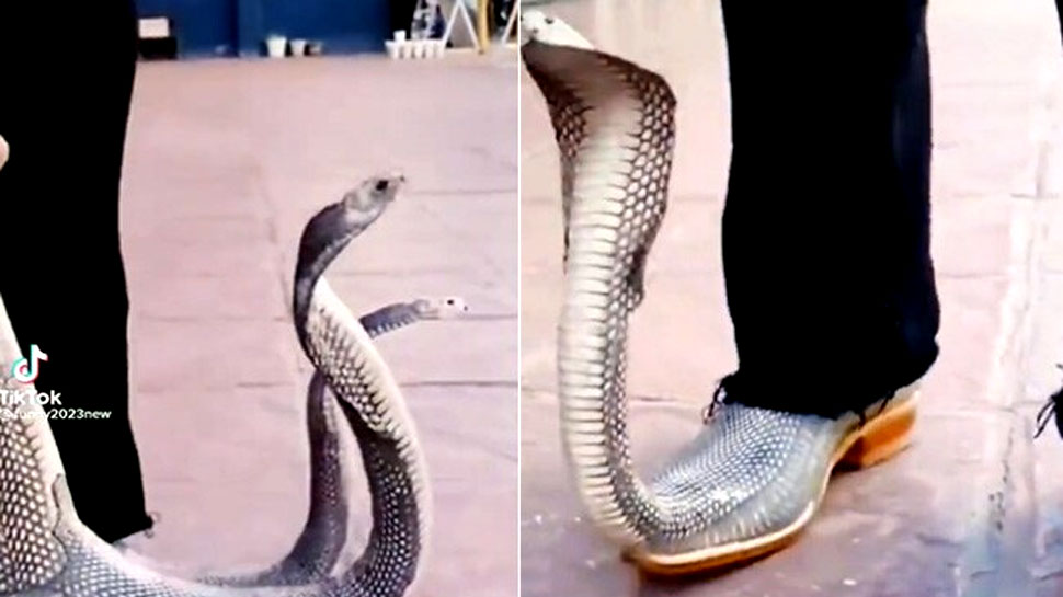 trending man wearing cobra shoes people shocked to see snakes joote ...