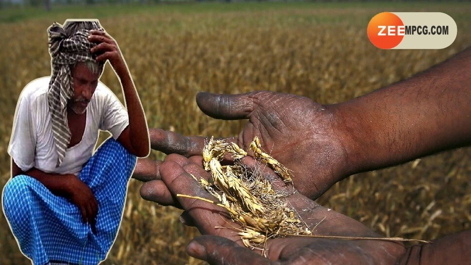 Kheti Kisani Relief from Cold Is Trouble For Farmers Rabi Crop Wheat ...