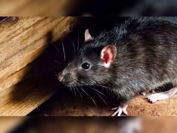 indore vijaynagar thana 8 dead body viscera eaten by rats know why it ...