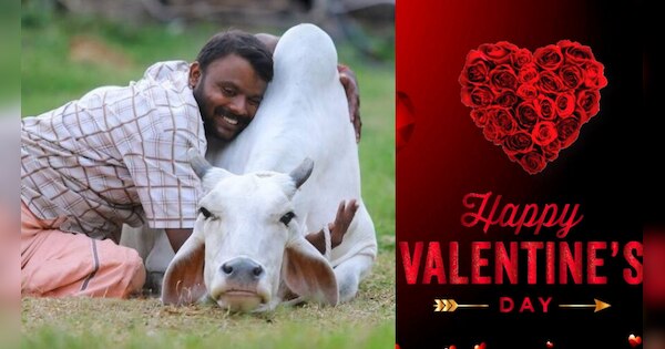 Modi Sarkar Will Celebrate Cow Hug day On Valentine Day Animal Husbandry Ministry Issued Appeal ...