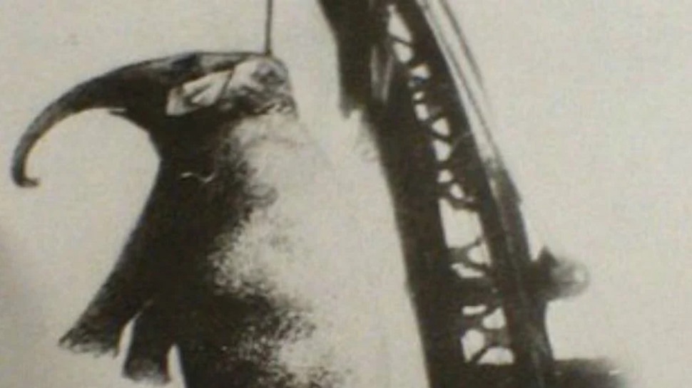 Mary Asian elephant was hanged in front of a crowd of thousands know ...