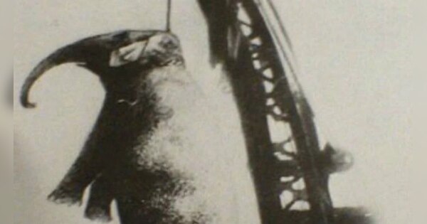 Mary Asian elephant was hanged in front of a crowd of thousands know ...