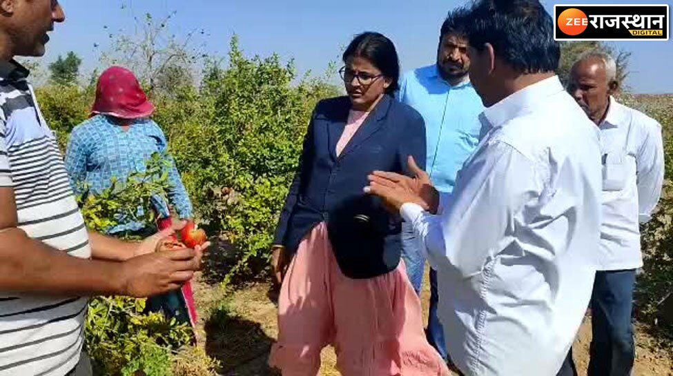 Jodhpur News SDM inspected Boyle agriculture field discussed with ...