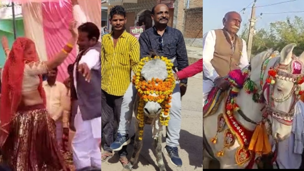 Dancer On MP BJP Vikas Yatra Stage In Prithvipur Niwari After Video Viral After Donkey And Horse ...