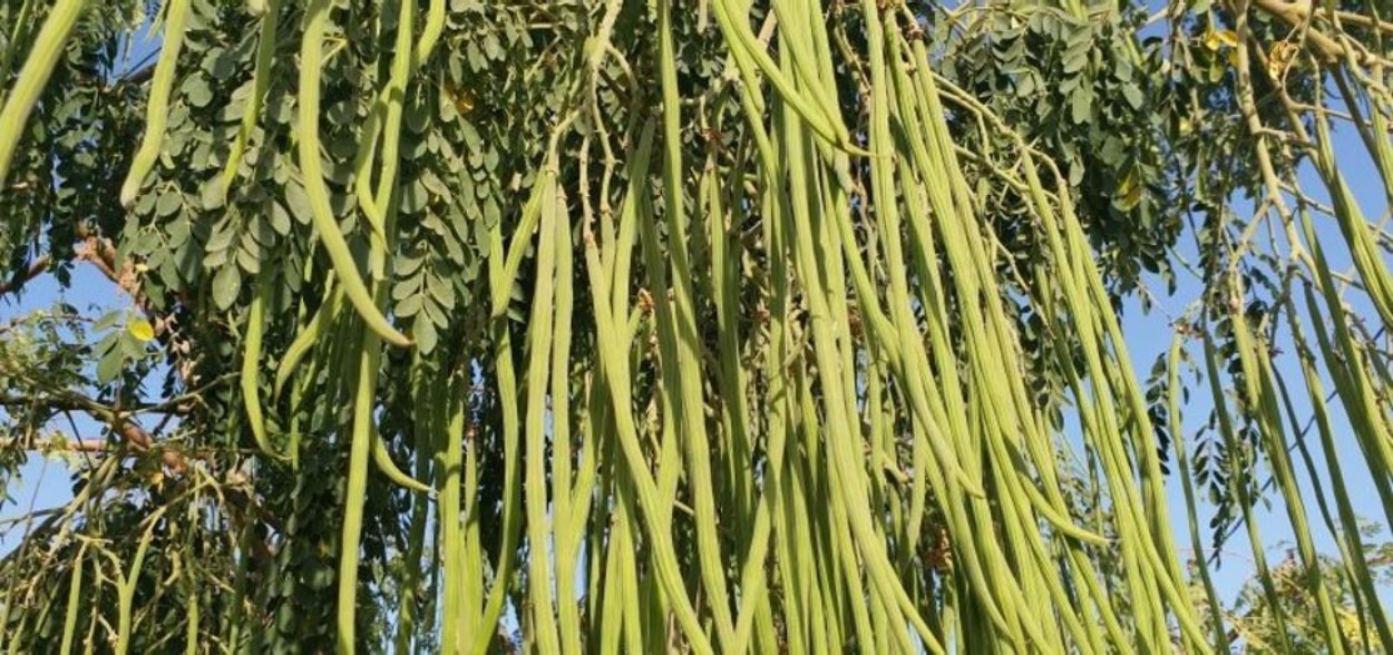 benefits of the drumstick fruit in hindi sahjan ke fal ko khane ke ...