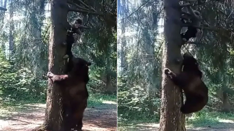trending today bear attack on man by chasing on tree see viral video ...