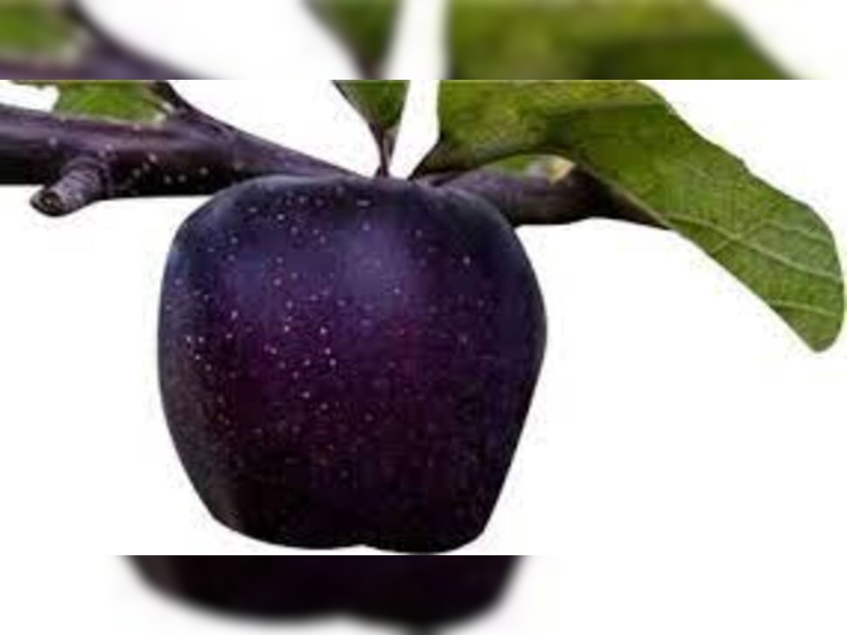 Black Apple: ବ୍ଲାକ ଡାଇମଣ୍ଡ ନାମରେ ପରିଚିତ କଳା ସେଉ, ଜାଣନ୍ତୁ ଏହି ସେଉ ସହ ...