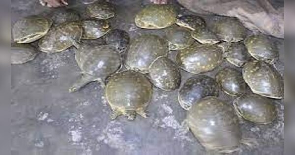 Police arrested smugglers along with 127 turtles in Begusarai | Bihar ...