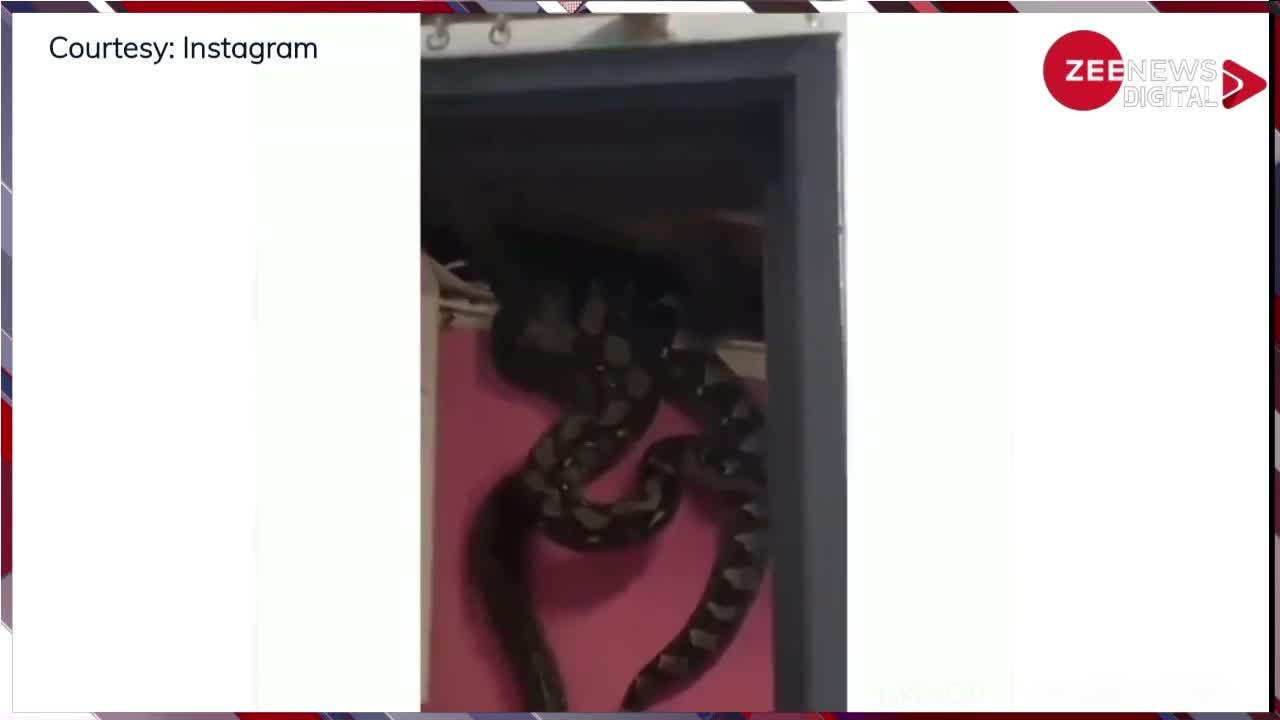 shocking 3 giant snakes fall through ceiling in Malaysia video going ...