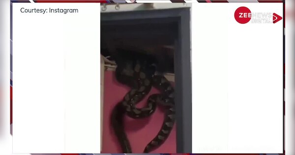 shocking 3 giant snakes fall through ceiling in Malaysia video going ...