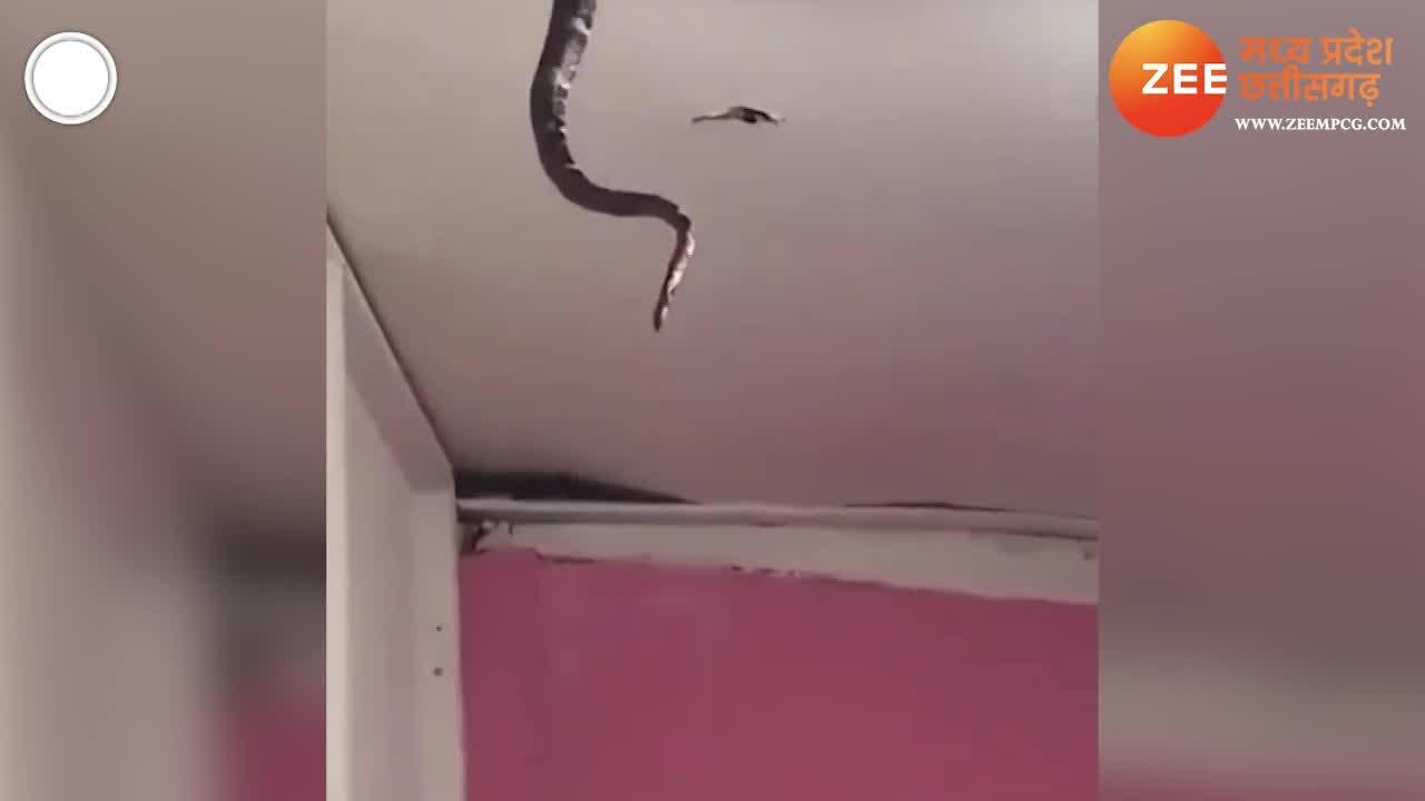 Python fall from ceiling house horrific ajgar ne girai ghar ki chat see ...