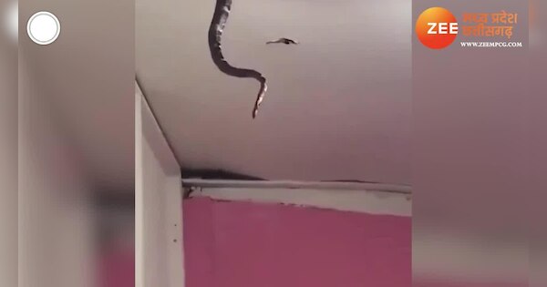Python fall from ceiling house horrific ajgar ne girai ghar ki chat see ...