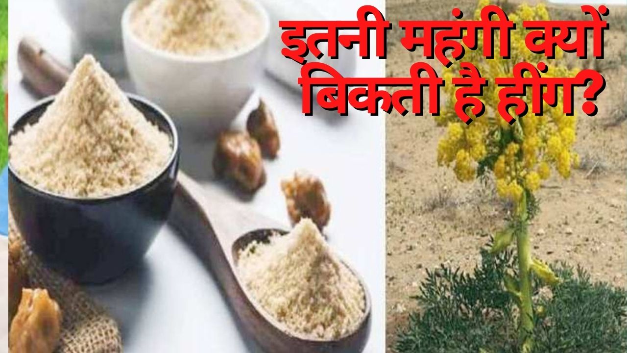 Heeng Banane ka Tarika Heeng ke Fayde how to cultivate asafoetida ...