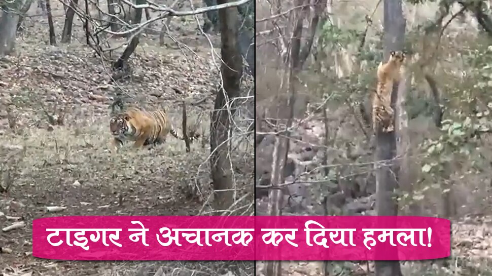 leopard ran after the tiger attack shocking scene seen in the end ...