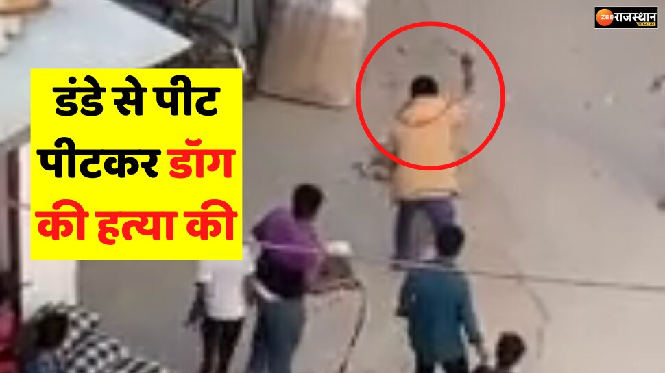 Jaipur News Street dog beaten to death with a stick in Sodala Jaipur ...