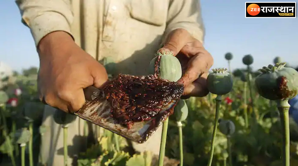 Chittorgarh Kapasan News Farmers install CCTV in fields monitoring ...