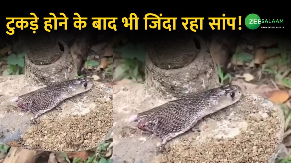 snake cut into pieces remained alive spread its hood and trying to attack
