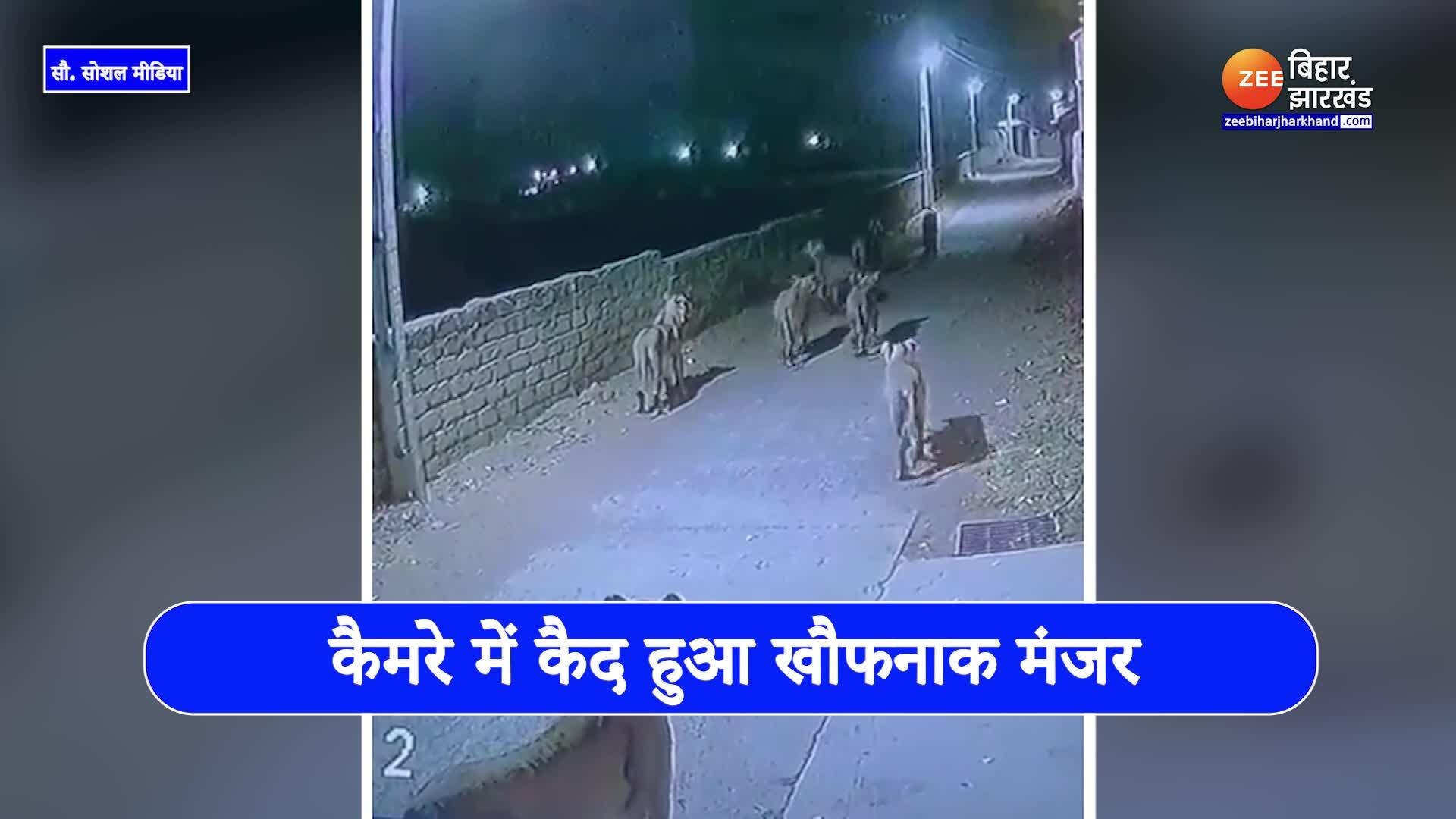 herd of lions roaming gracefully on the streets of Amreli village in Gujarat video viral | Video ...