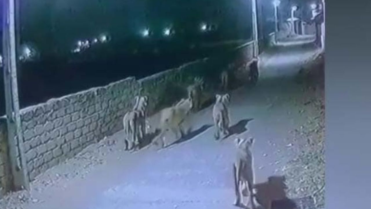 Viral Video Of CCTV Footage lions roaming on the streets in Gujarat ...