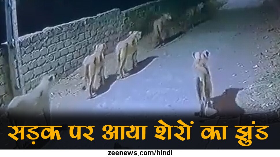 lions group came on the road dangerous scene in dark night viral CCTV ...