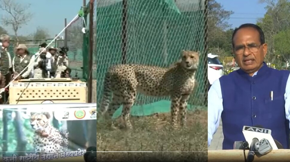 MP Project Cheeta CM Shivraj Relesed African Cheetah In Kuno National ...