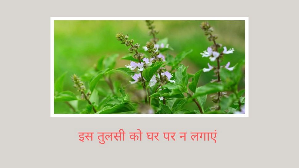 Wild Basil planting Van Tulsi in house, life goes hell Rahu face wrath ...