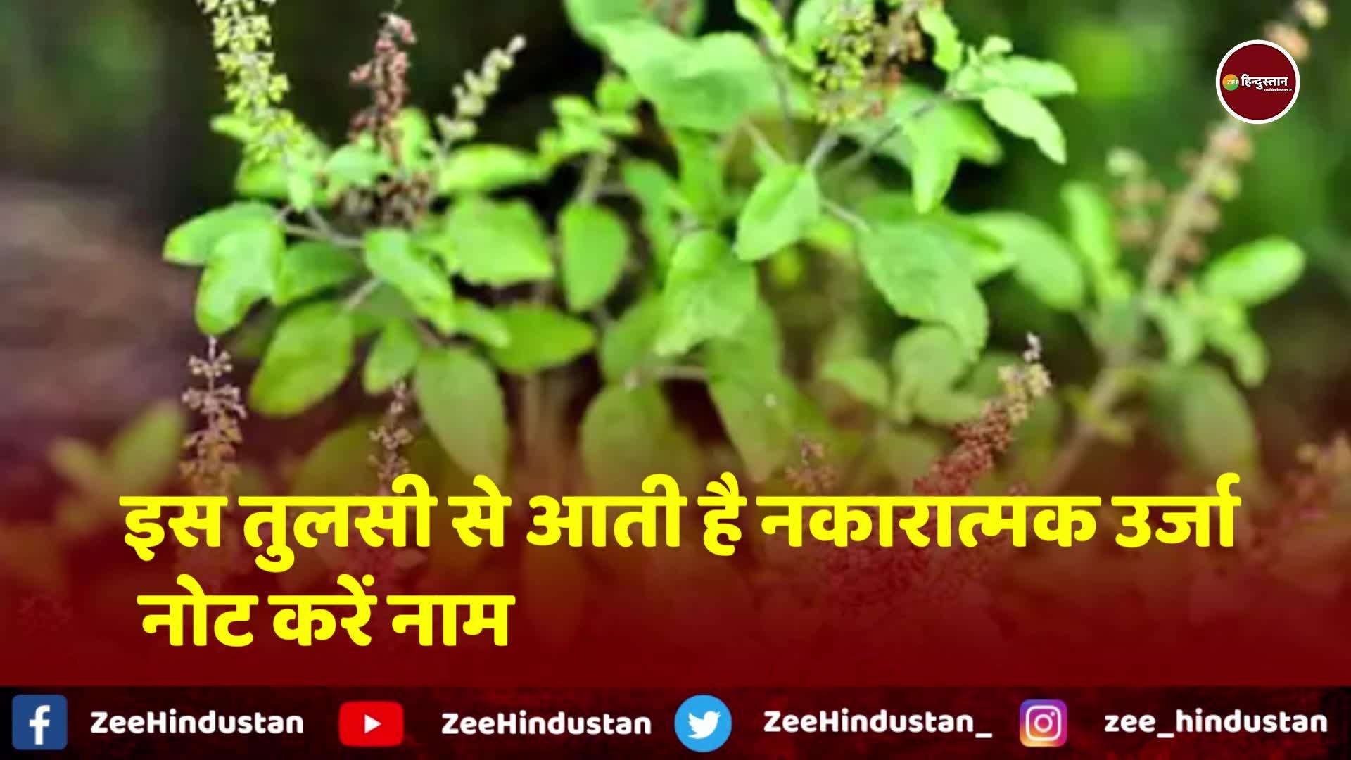 vastu tips do not plant van tulsi at home | Vastu Tips: Van Tulsi को ना ...