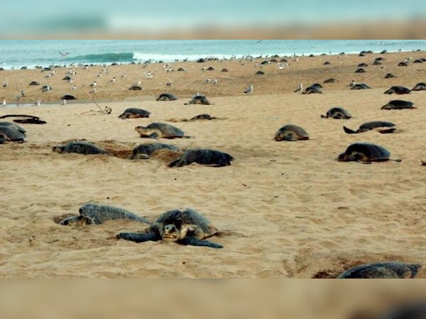 ଝୁଣି ଖାଉଛନ୍ତି କୁକୁର | olive ridley turtle life in danger puri