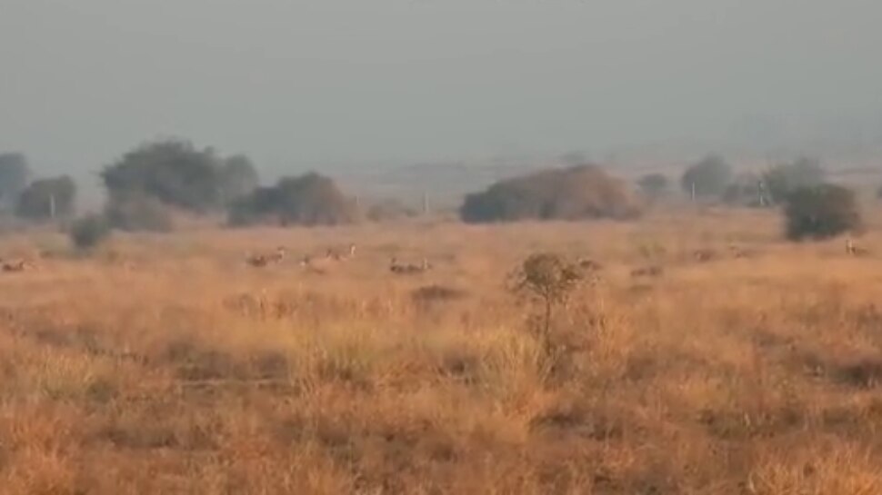 10 Godavan seen together in Desert National Park in Jaisalmer watch ...