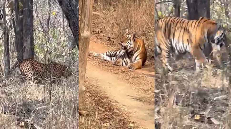 panna tiger reserve leopard vs tiger fight leopard climbed tree bagh or ...