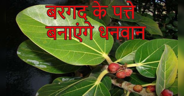 Bargad Tree Upay: बरगद के पेड़ का ये उपाय तुरंत दिखाता है असर, तिजोरी ...
