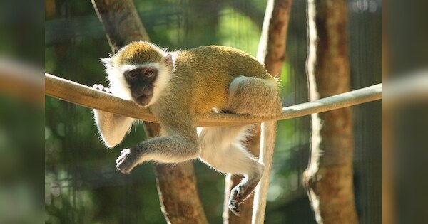 Pakistan secret was exposed in the affair of a monkey from India know ...
