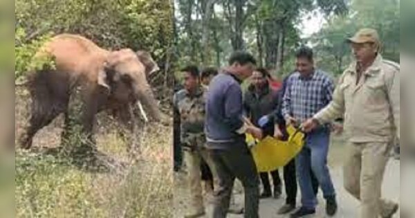 Four people died due to elephant attack in Ranchi an atmosphere of ...