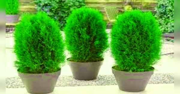 vastu tips in hindi of Morpankhi Plant beneficial for home vidhya ...