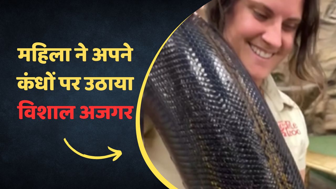 Python snake viral video | महिला ने अपने कंधों पर उठाया विशाल अजगर ...