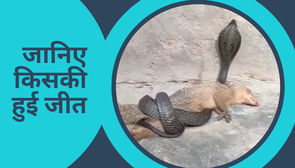 who won the snake mongoose fight the battle of ages decided the real ...