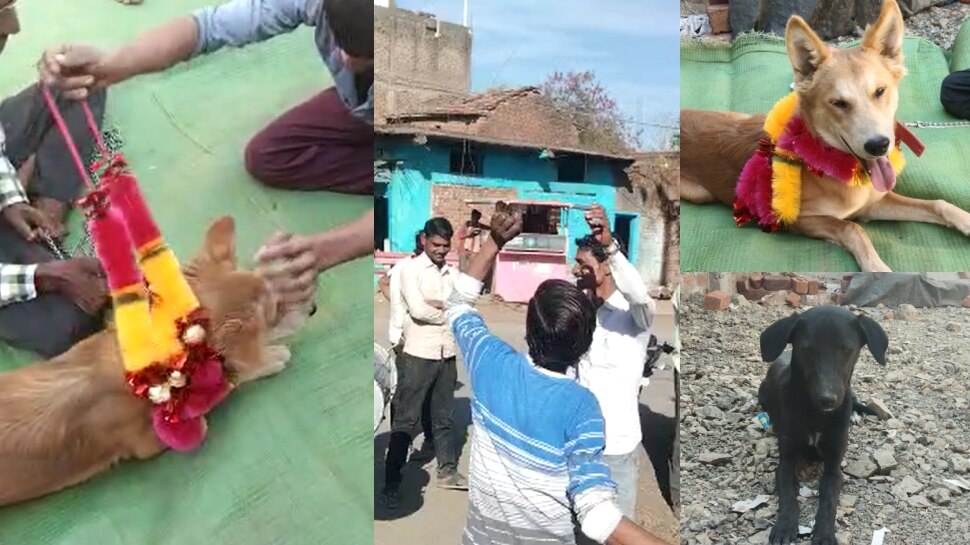 Unique Wedding Of Dog And Bitch Marriage In Bilahra Sagar Kutta Kutiya ...