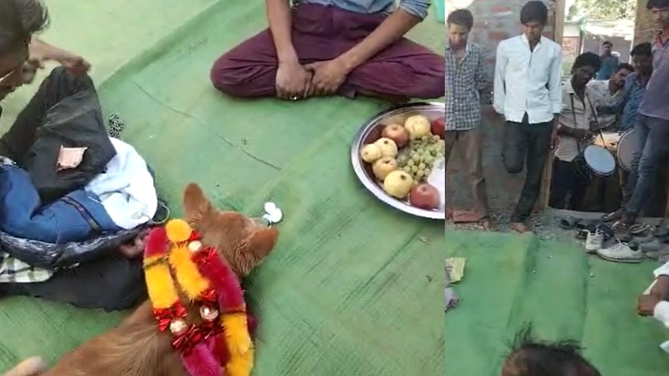 Unique Wedding Of Dog And Bitch Marriage In Bilahra Sagar Kutta Kutiya ...