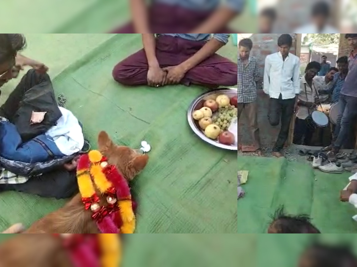 Unique Wedding Of Dog And Bitch Marriage In Bilahra Sagar Kutta Kutiya ...