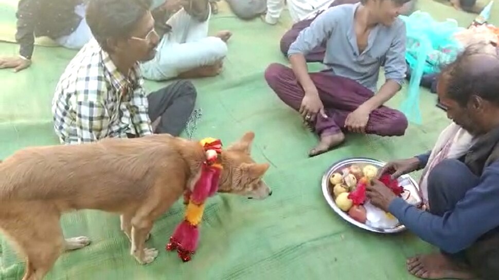 Unique Wedding Of Dog And Bitch Marriage In Bilahra Sagar Kutta Kutiya ...