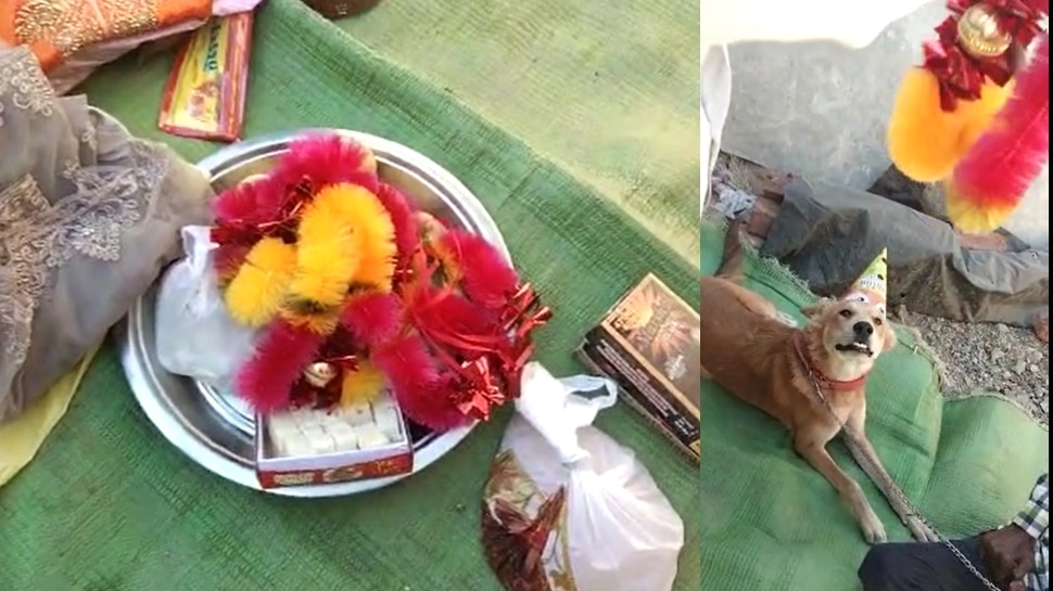 Unique Wedding Of Dog And Bitch Marriage In Bilahra Sagar Kutta Kutiya ...
