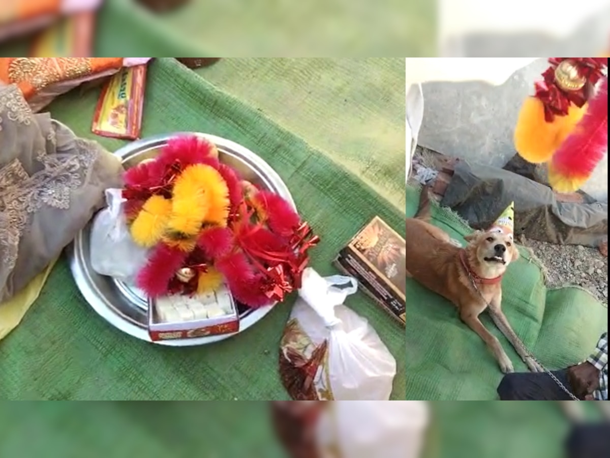 Unique Wedding Of Dog And Bitch Marriage In Bilahra Sagar Kutta Kutiya ...