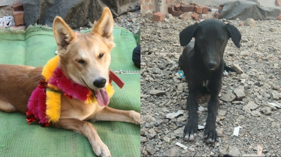 Unique Wedding Of Dog And Bitch Marriage In Bilahra Sagar Kutta Kutiya ...