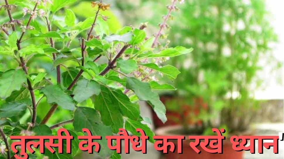 how to save tulsi plant from dying tips to make tulsi plant grow faster ...