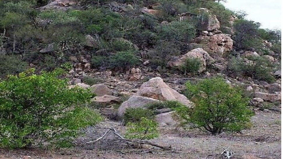 optical illusion find out how sharp your eyes find hidden deer within 5 ...