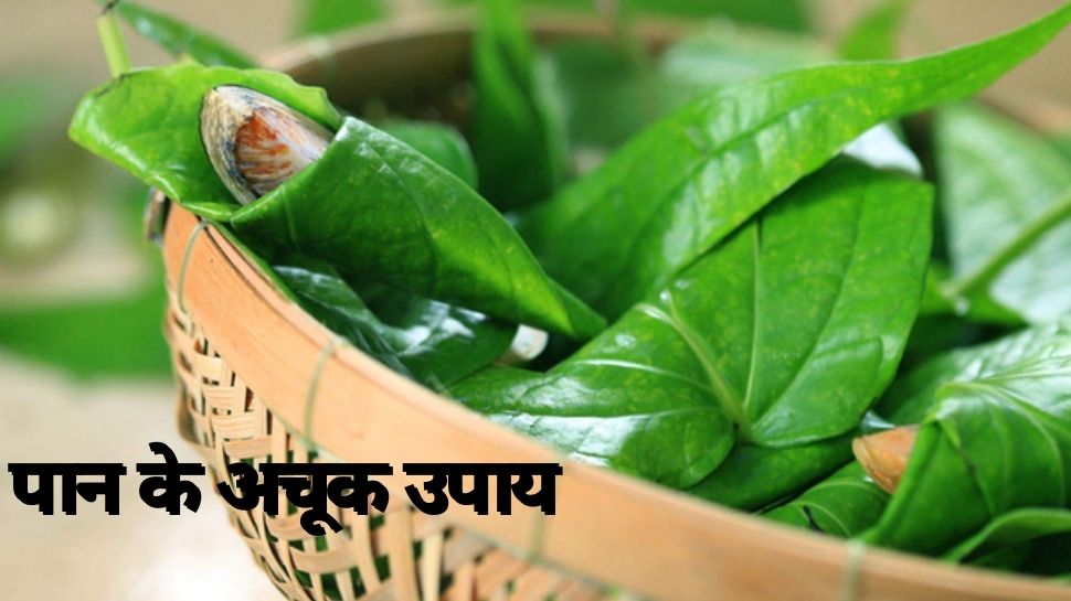 jyotish shastra paan ke totke these remedied of paan ka patta brings ...