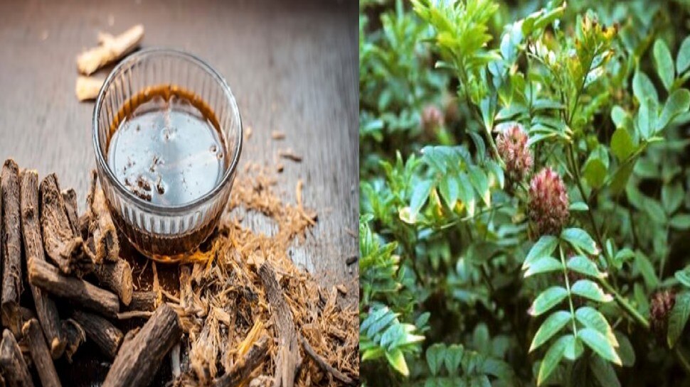 Mulethi farming in himachal pradesh india gud news for farmer Mulethi ...