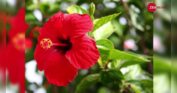 Vastu shastra vastu tips hibiscus flower is the blessings of goddess ...